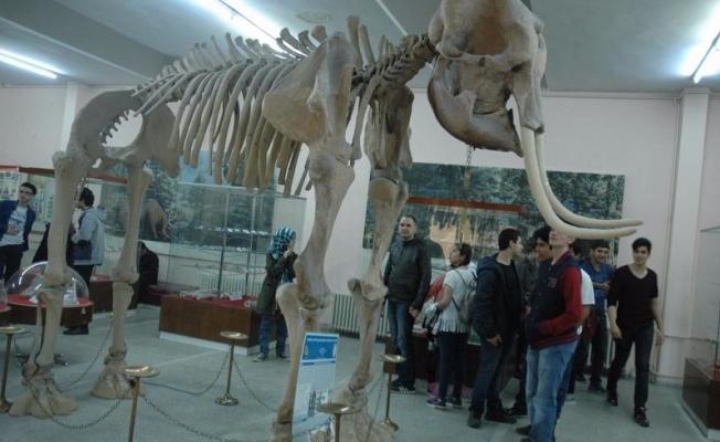 Gizemli bir tarih tüneli: Tabiat Tarihi Müzesi - İz Gazete - İzmir ...