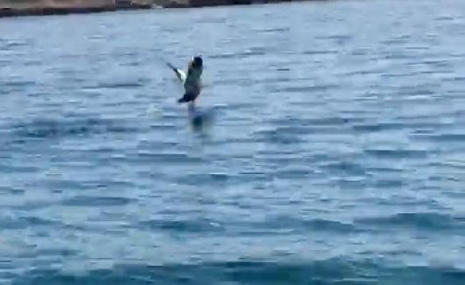 Angut kuşları, Şifne'de görüntülendi - İz Gazete - İzmir Haberleri ...