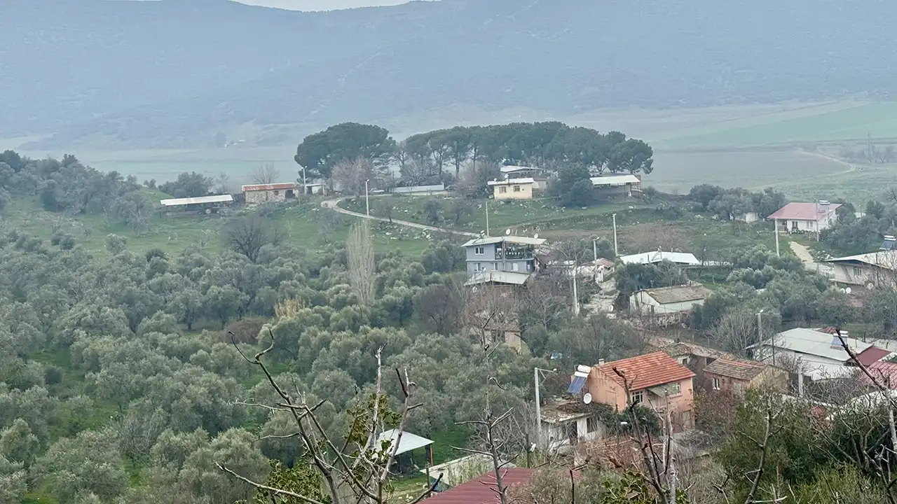 Tire'deki yol yapımında planı son anda değiştirdiler: Yüzlerce ağaç ...